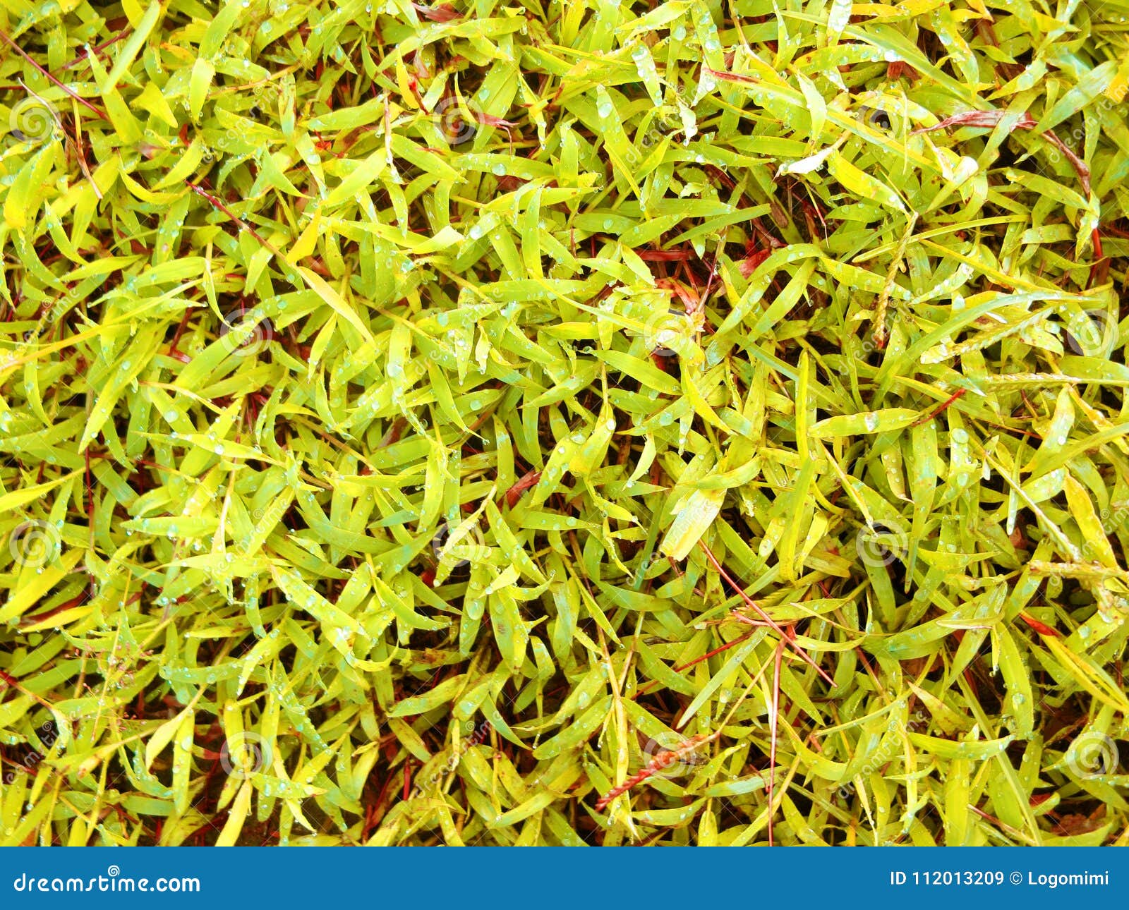 Texture of Yellow Grass Plants Stock Image - Image of beautiful, design ...