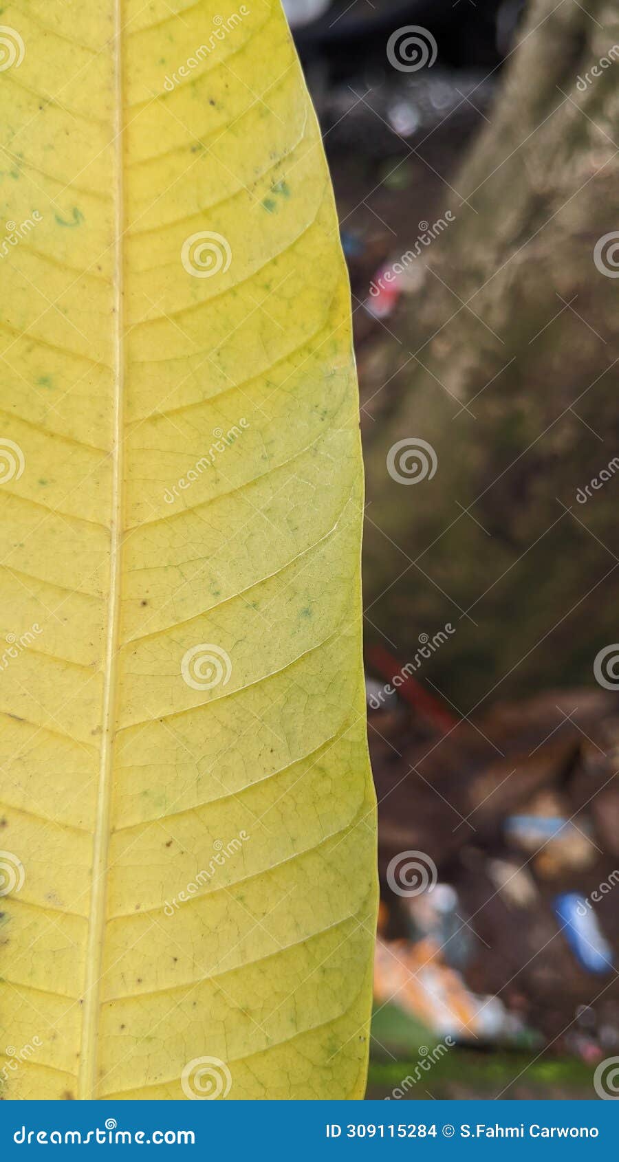 Texture of Yellow Mango Leaves Stock Photo - Image of mango, leaves ...