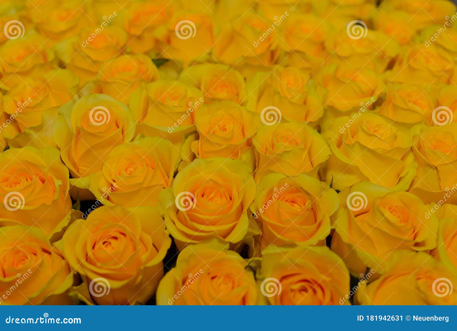 Texture of Yellow Rosebuds Tightly Folded, a Large Number Stock Image ...