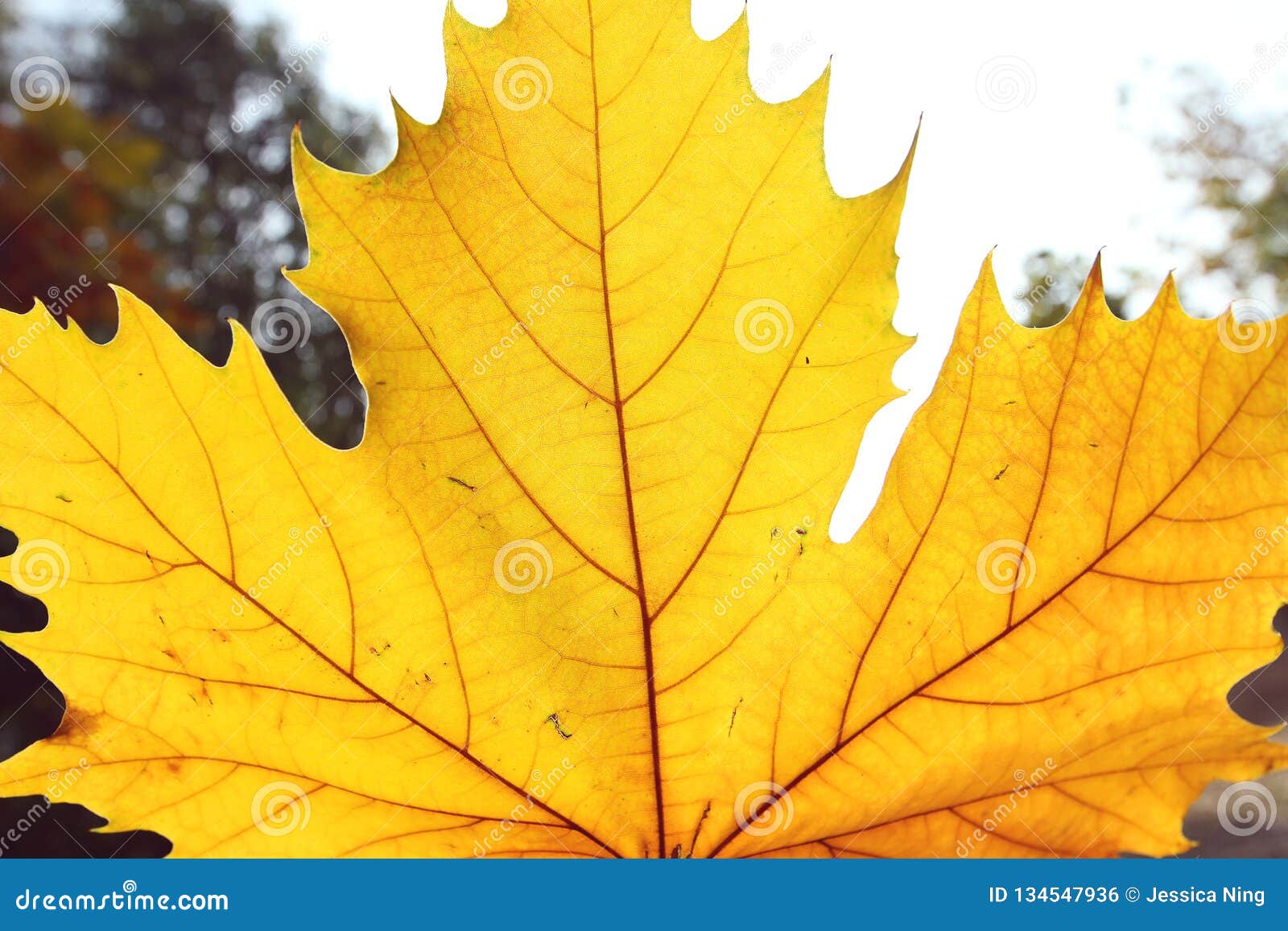 Texture of Yellow Sycamore Leaf Stock Photo - Image of black, colorful ...