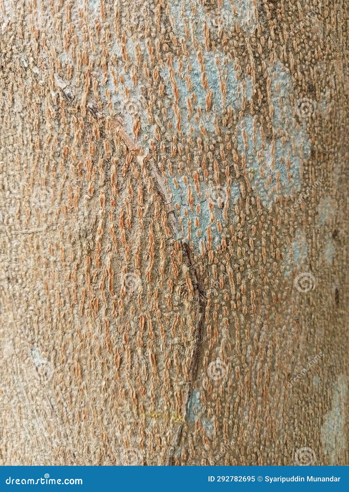 The Young Banyan Tree Takes Root From The Branches To The Ground. Crown ...