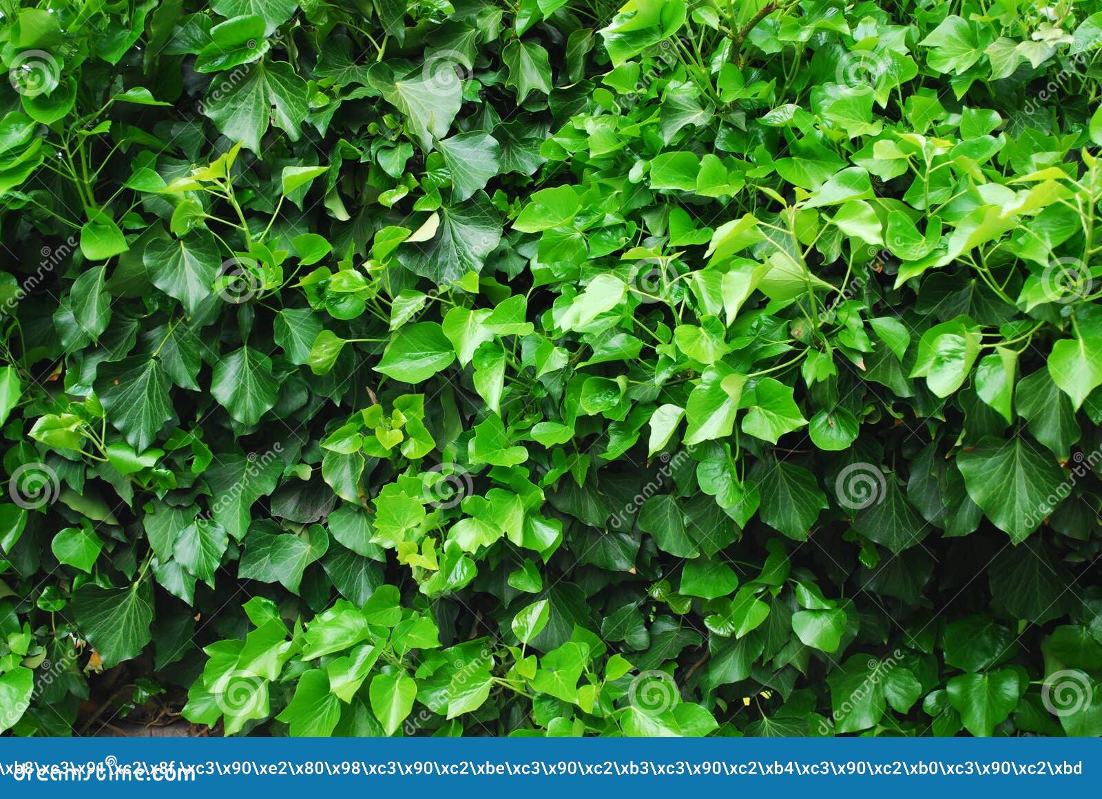 The Texture of Young Foliage on a Shrub. Close-up Stock Image - Image ...