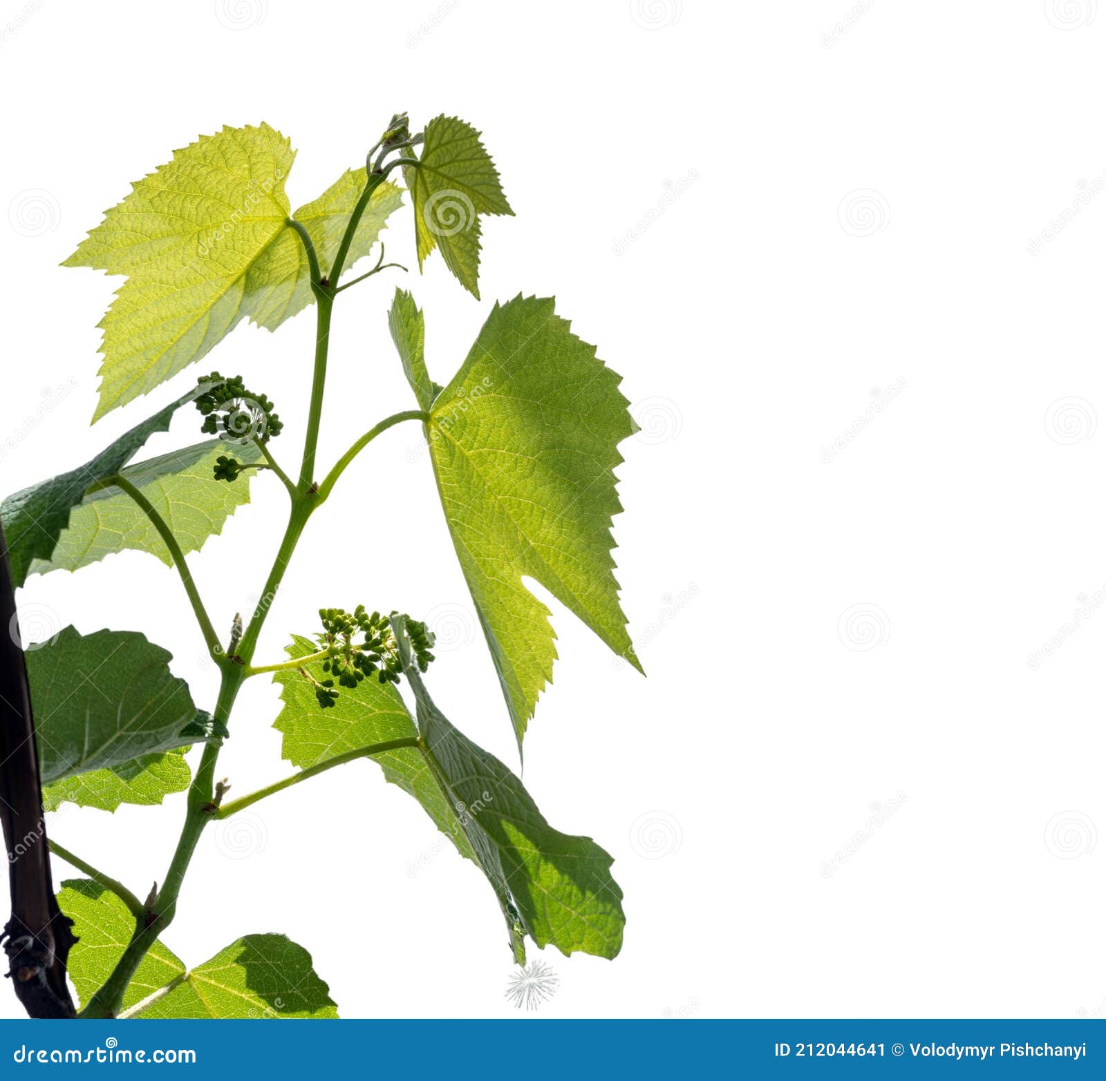 The Texture of a Young Grape Vine with Grapes Ovary Stock Image - Image ...
