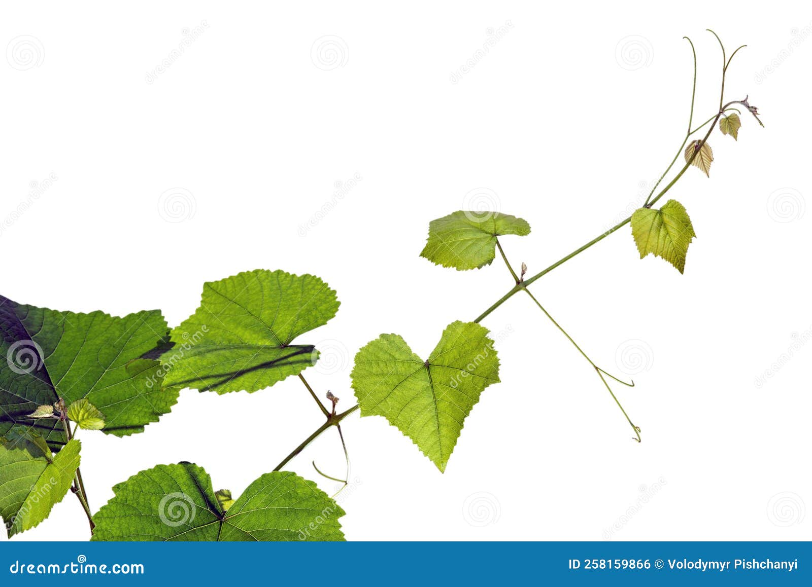 The Texture of a Young Grape Vine. Isolated on a White Background Stock ...