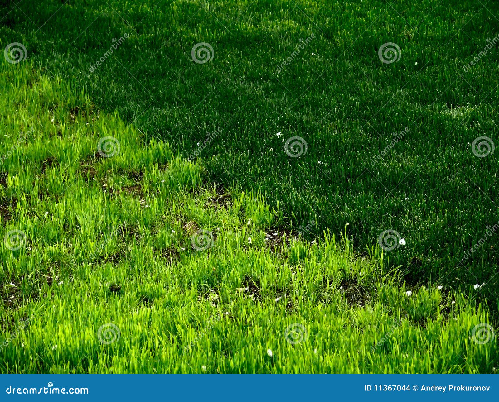 Texture. Young Grass. Greens. Stock Photo - Image of natural, neat ...