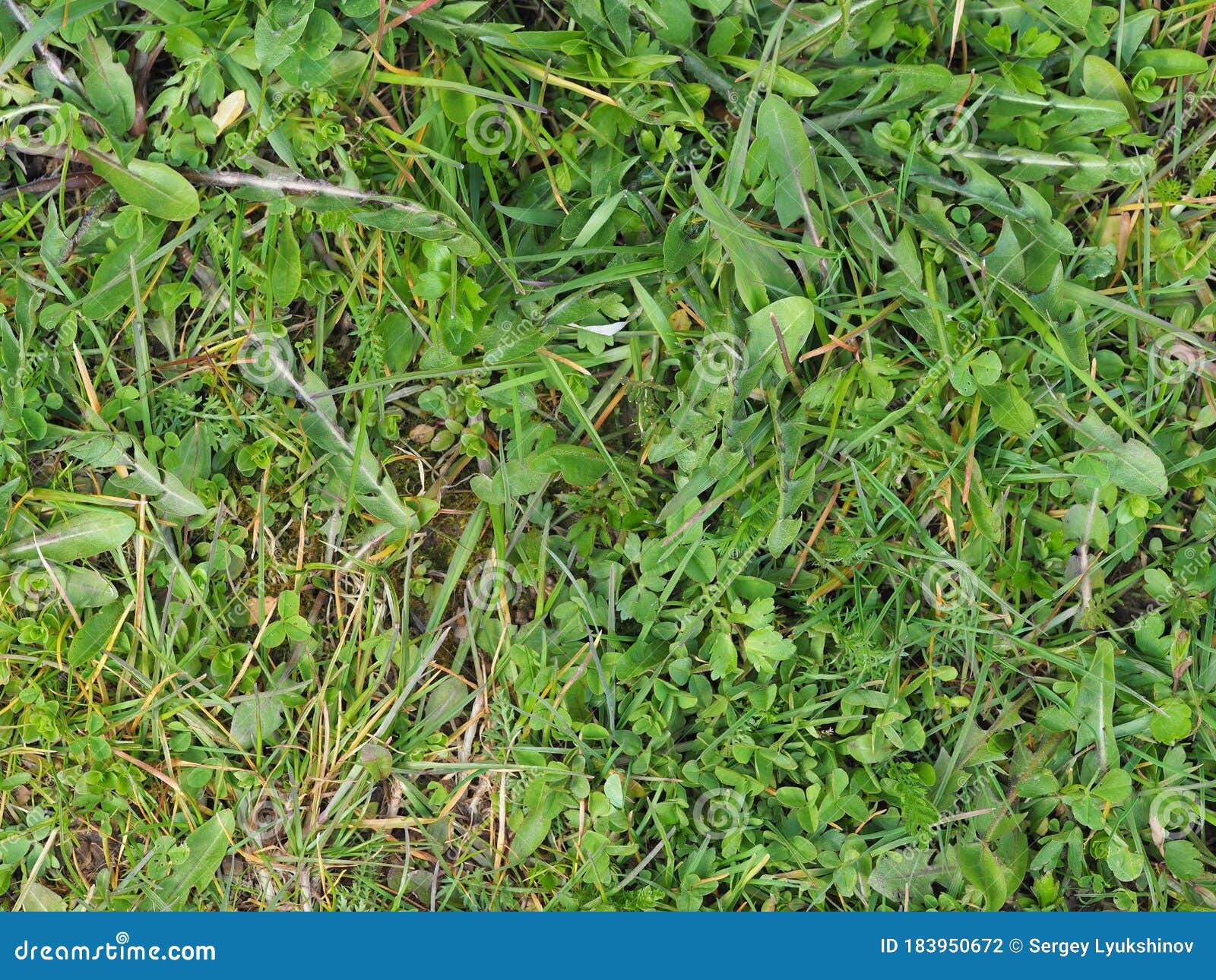 The Texture of the Young Grass. Quick Leaves Grass Weeds. Green Foliage ...