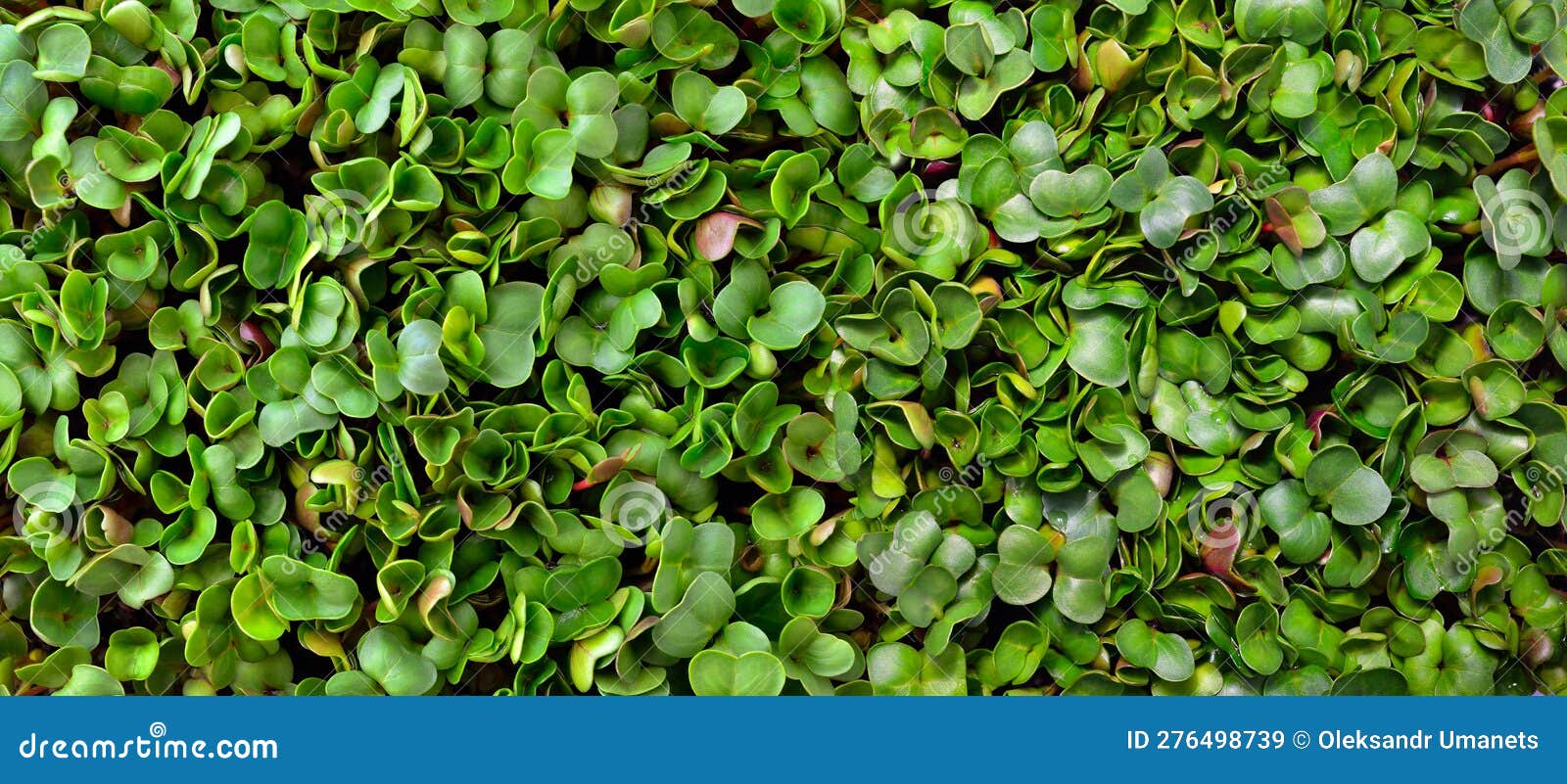Texture of Young, Green Leaves of Radish Microgreens Stock Image ...