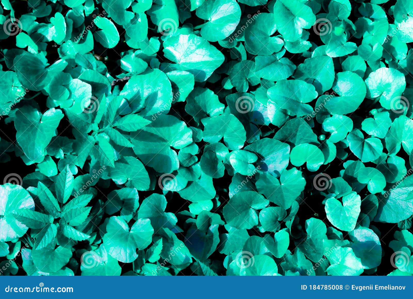 Texture of Young Green Plant Sprouts Stock Photo - Image of natural ...