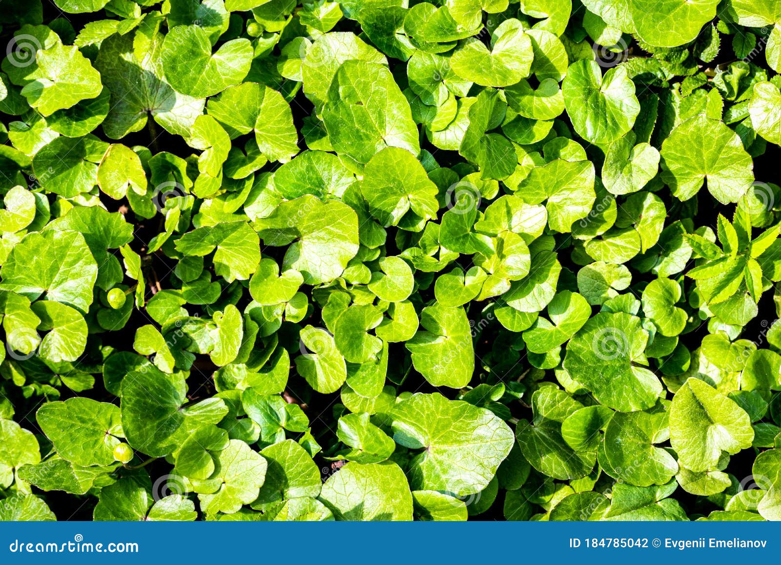 Texture of Young Green Plant Sprouts Stock Photo - Image of nature ...