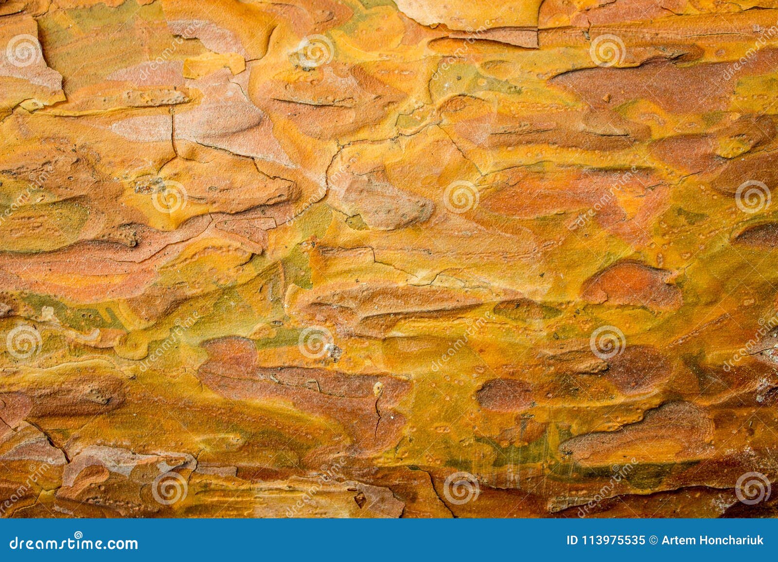 The Texture of the Young Pine Bark. Pine Bark. Pine Bark of Different ...