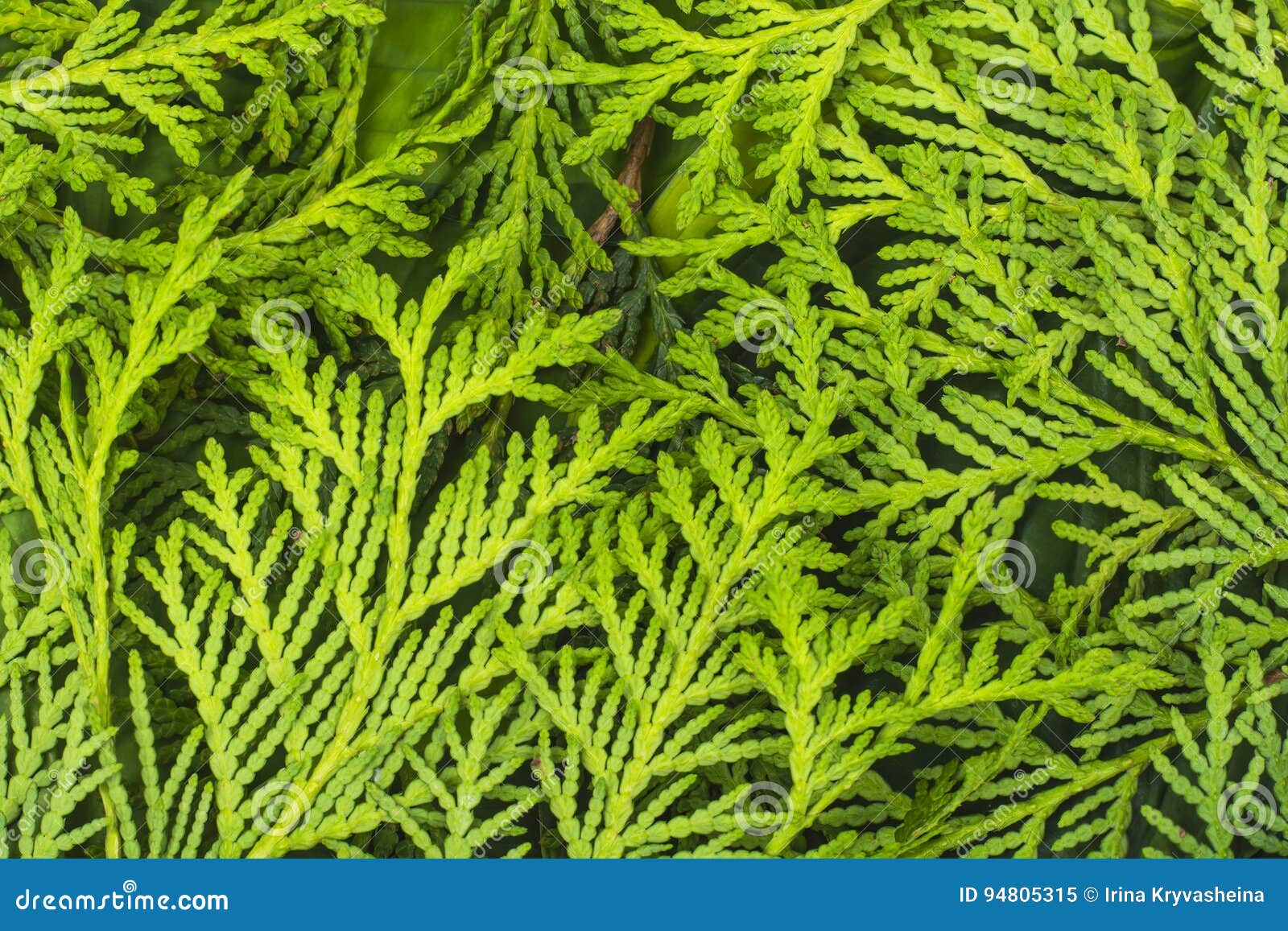 Texture of Young Twigs of Thuja. Stock Image - Image of growth, botany ...
