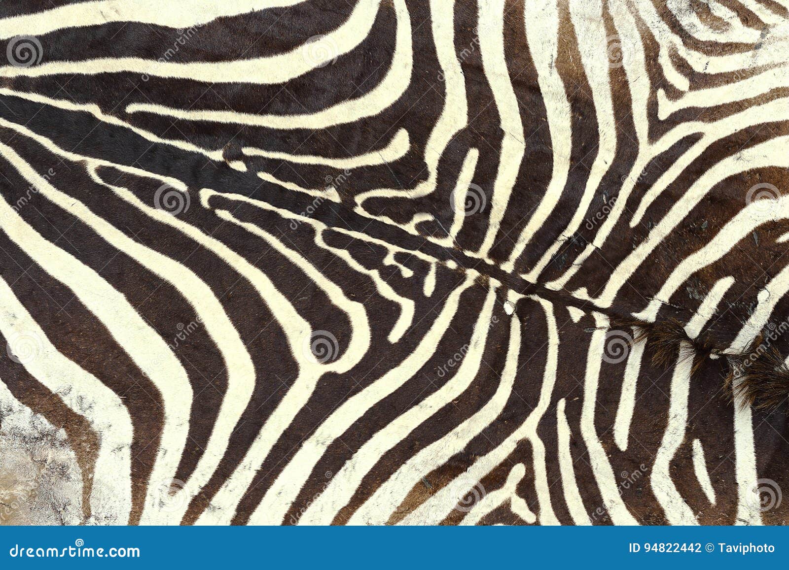 Texture of zebra old pelt stock photo. Image of design - 94822442