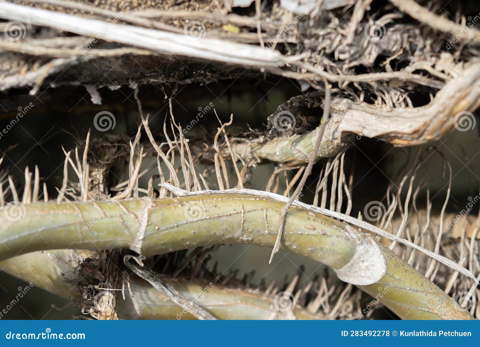 Textured Background of Brown Exotic Tree Roots and Green Grass, Top ...