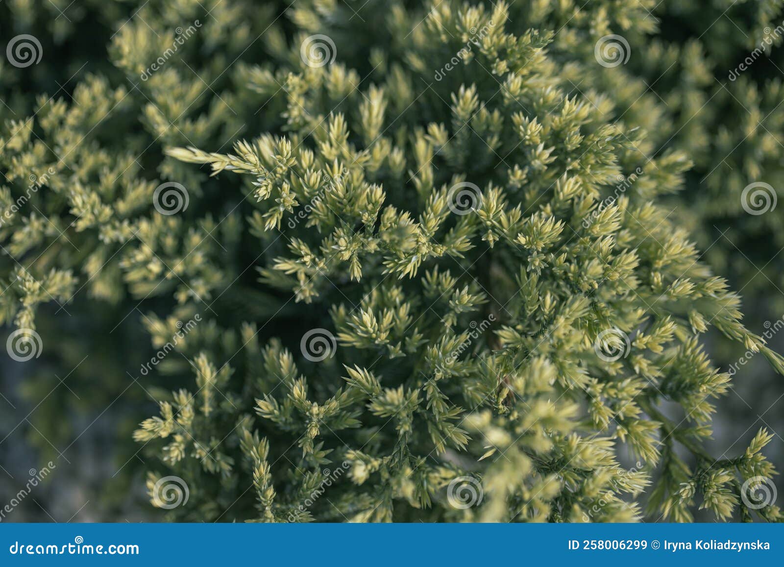 Textured Background from Coniferous Branches. Tree Leaves Seamless ...