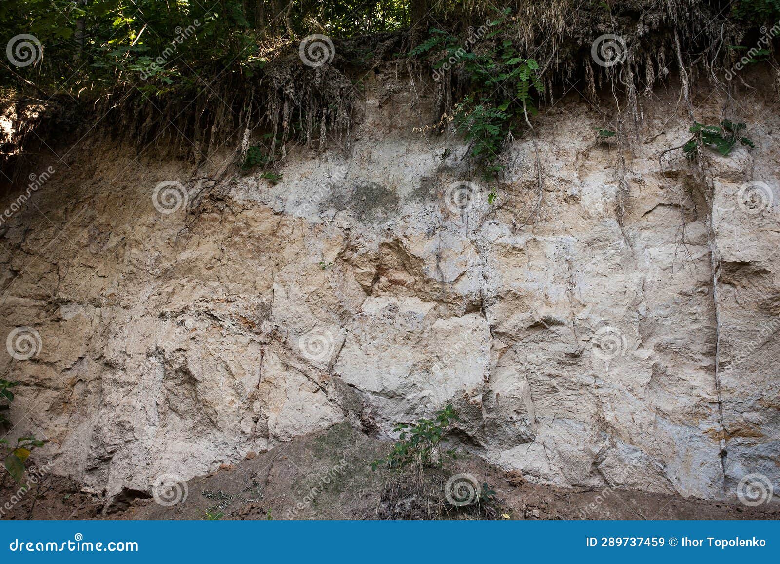 Textured Background Image of a Sand Rock and Tree Roots in a Wooded ...