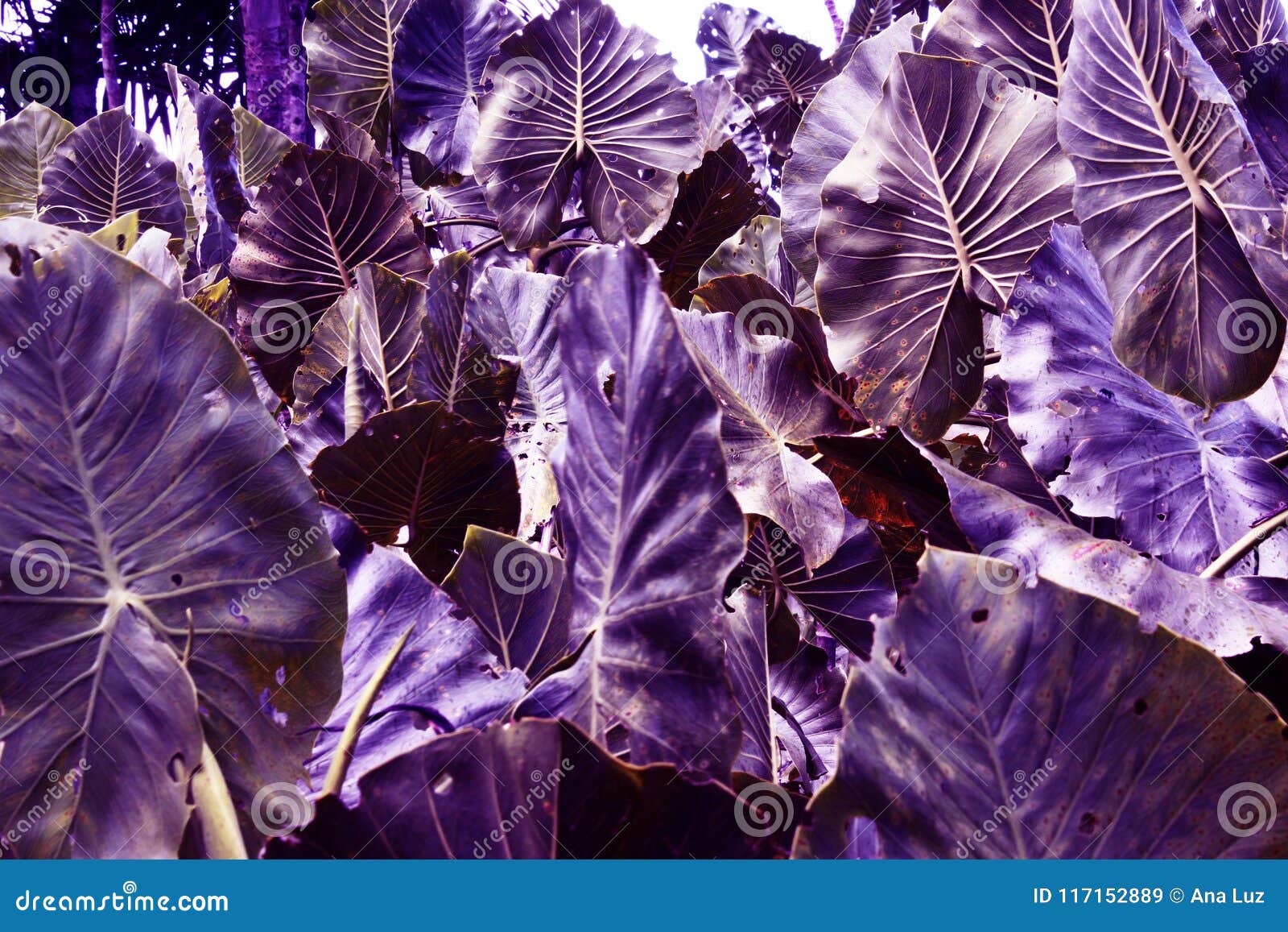 Textured Background with Large Vertical Leaves Stock Image - Image of ...