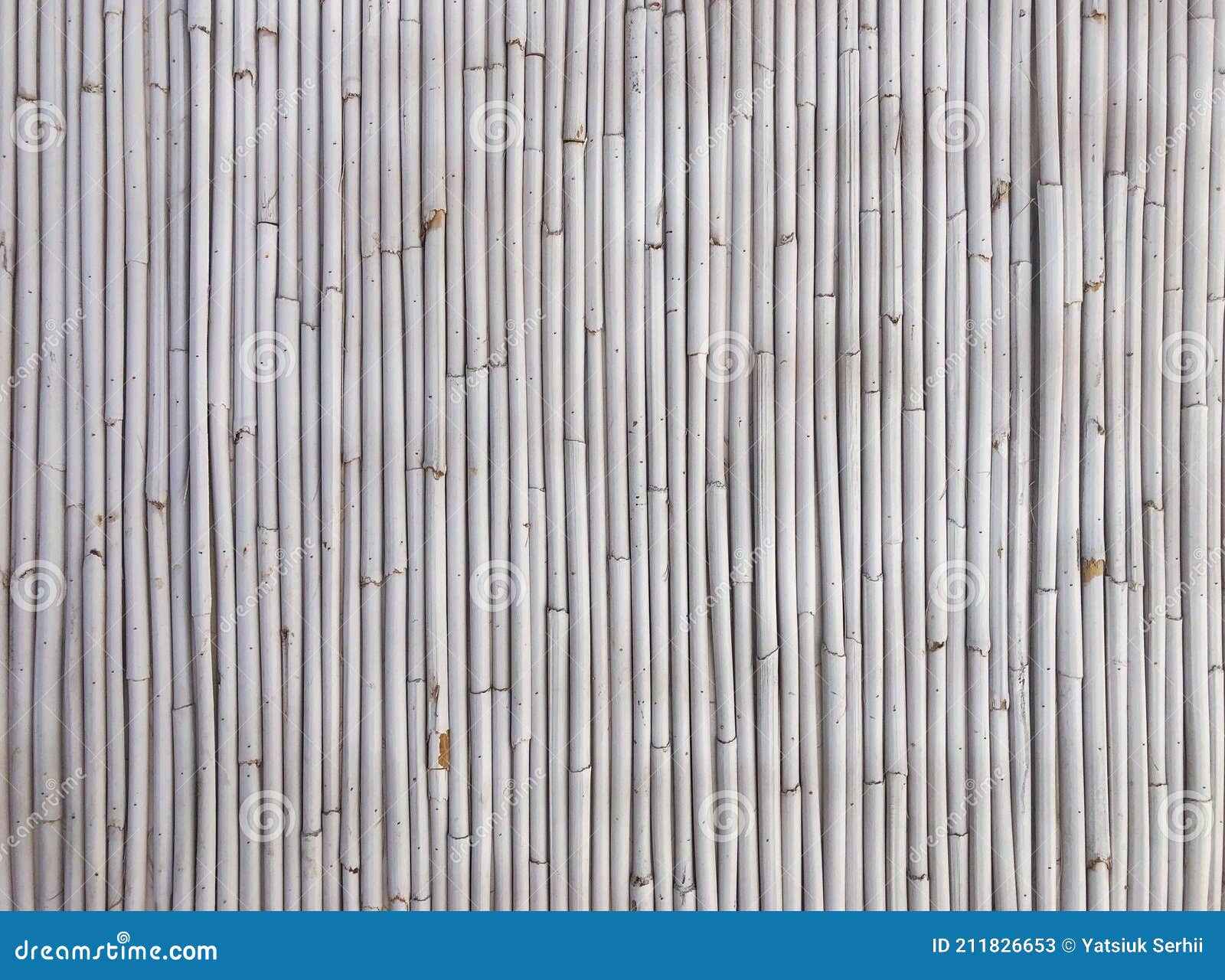 Painted Reed in White with a Sun Shadow. Stock Image - Image of grunge ...