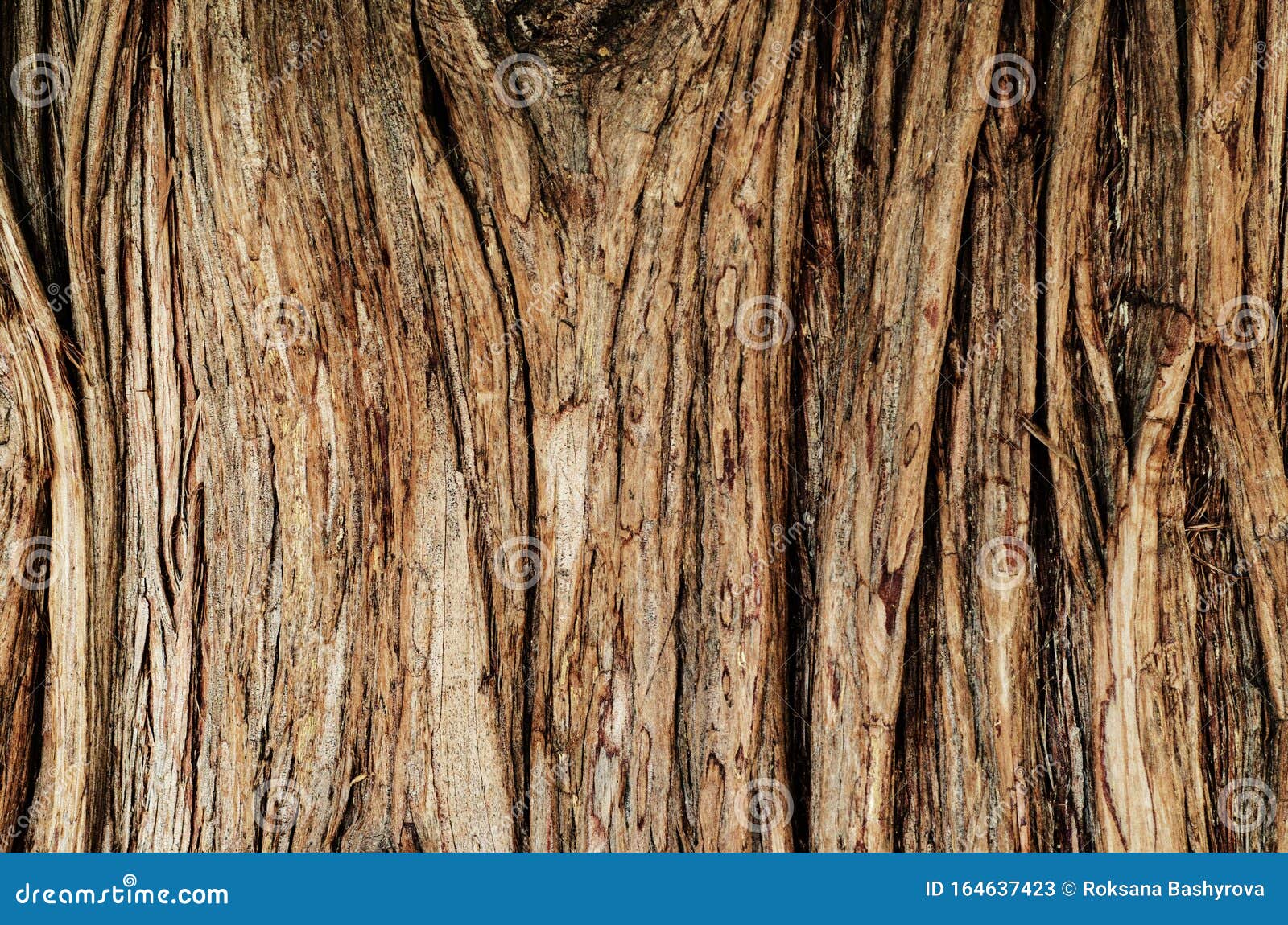 Tree surface texture stock image. Image of park, plant - 164637423
