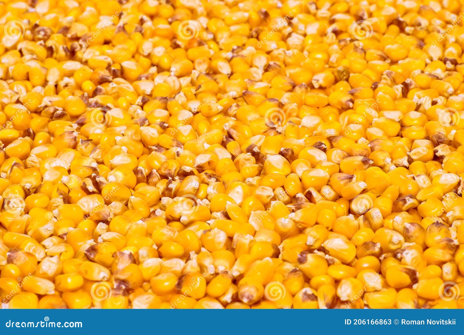 Textured Background of Yellow Corn Kernels. the Concept of the Design ...