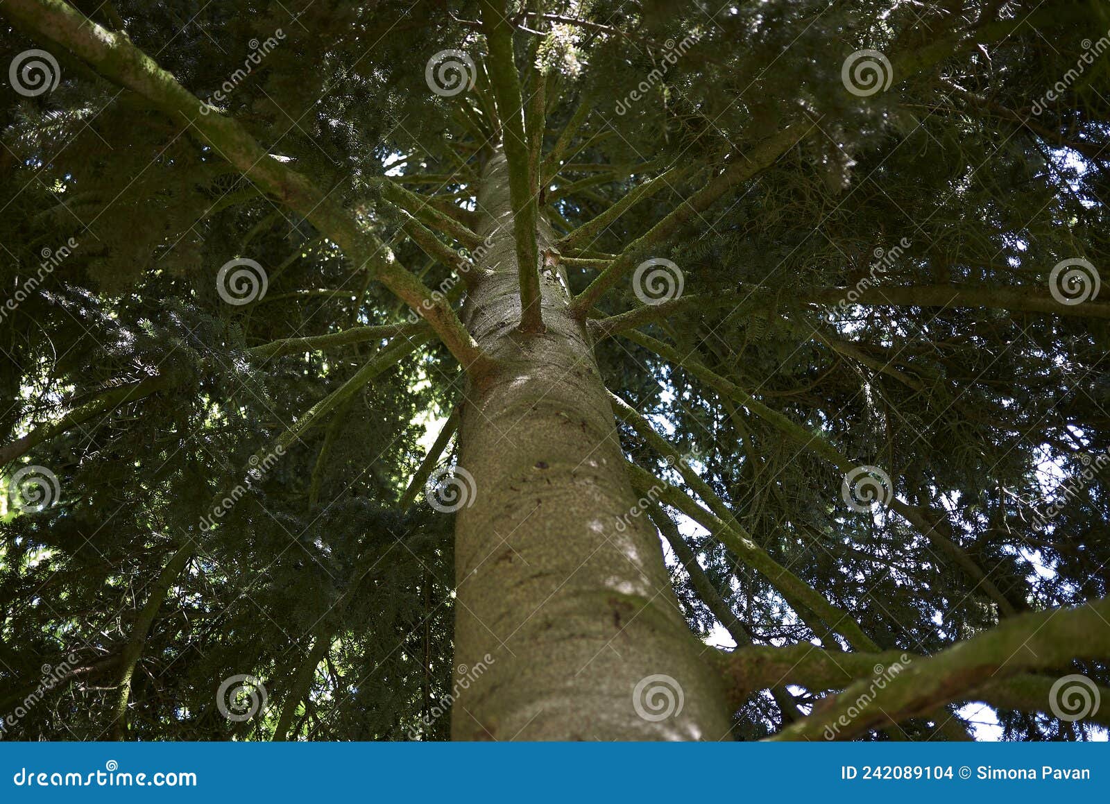Abies alba trunk close up stock photo. Image of bark - 242089104