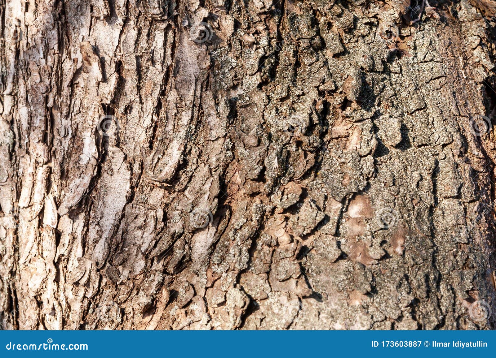 Textured Bark of a Deciduous Tree, Close-up, on a Spring Day Stock ...