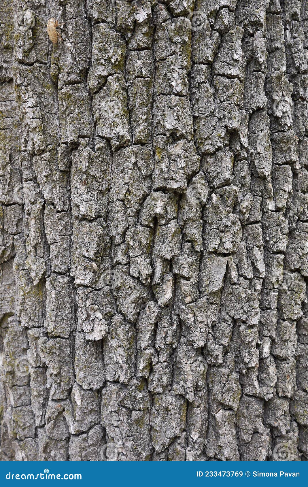 Quercus Robur Trunk Close Up Stock Image - Image of english, deciduous ...