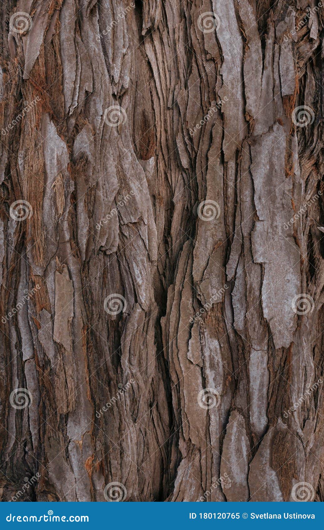The Textured Bark of a Young Coastal Redwood. Sequoia Bark Natural ... The Textured Bark of a Young Coastal Redwood. Sequoia Bark Natural ...