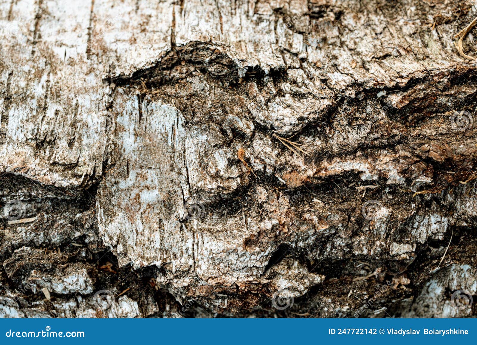 Textured birch tree cut stock photo. Image of outdoor - 247722142