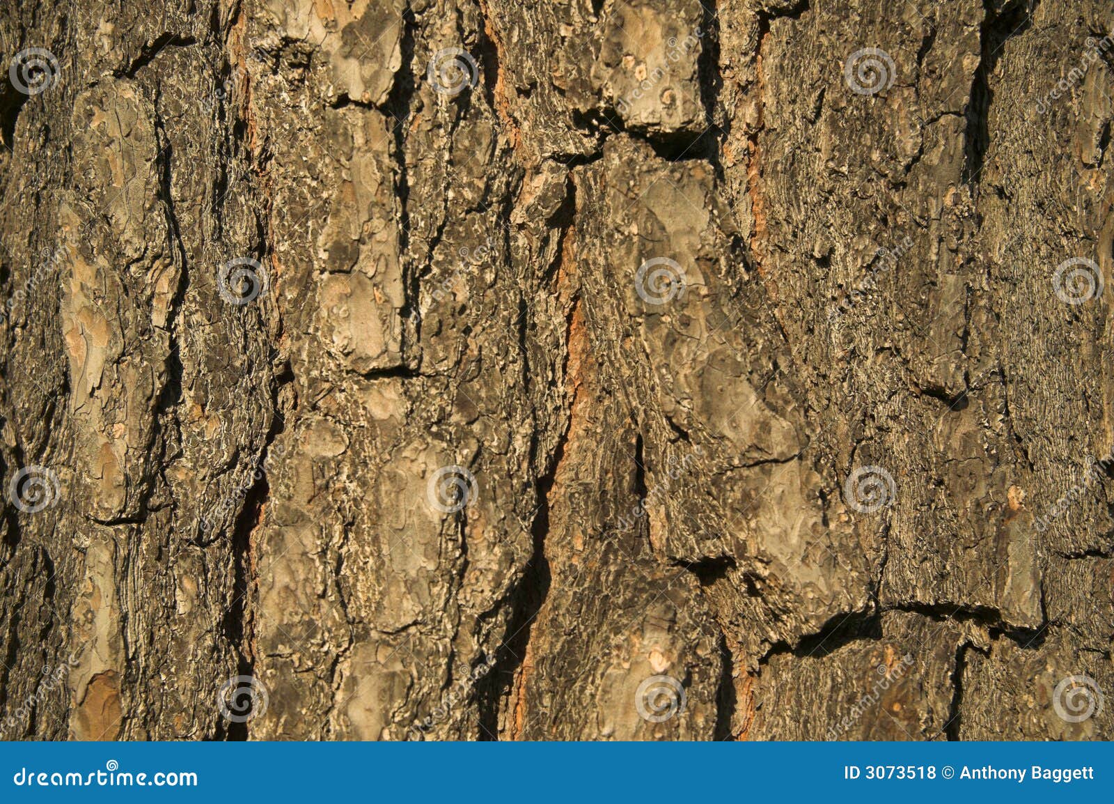 Textured Brown Bark Background Stock Photo - Image of coloured ...