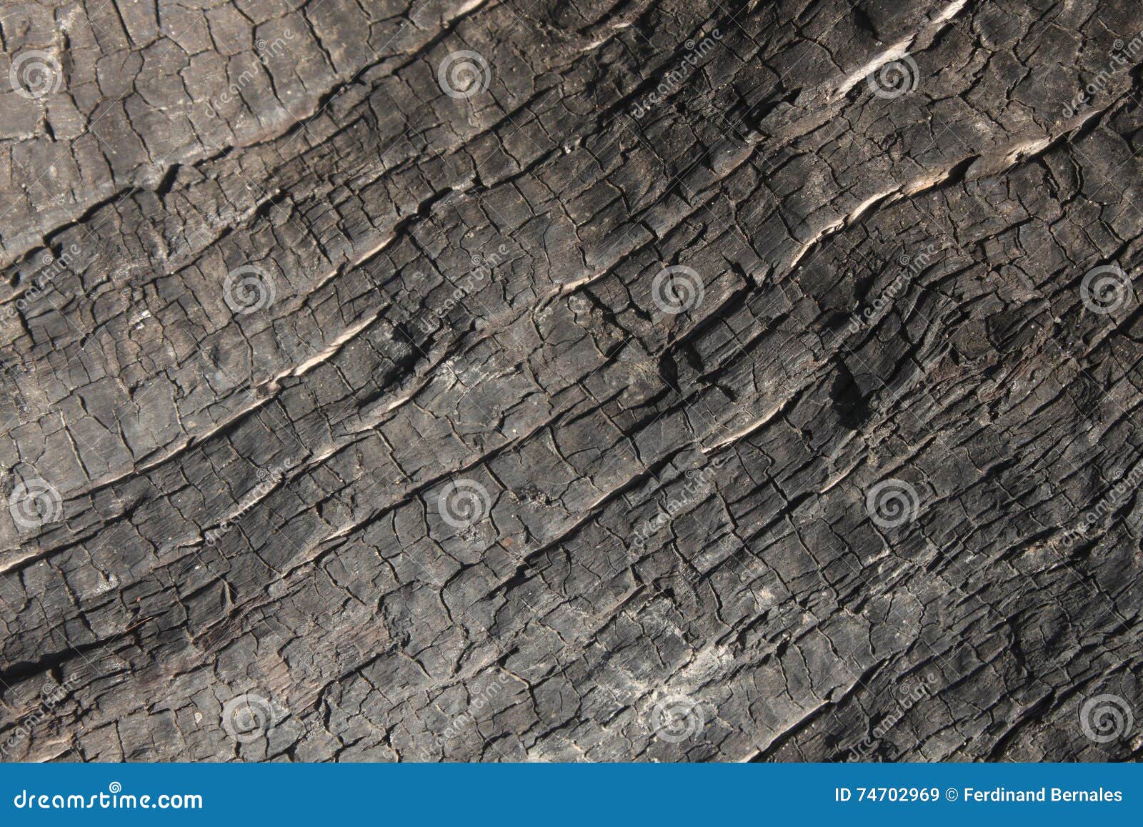 Textured Burnt Tree Root stock image. Image of shot, texture - 74702969