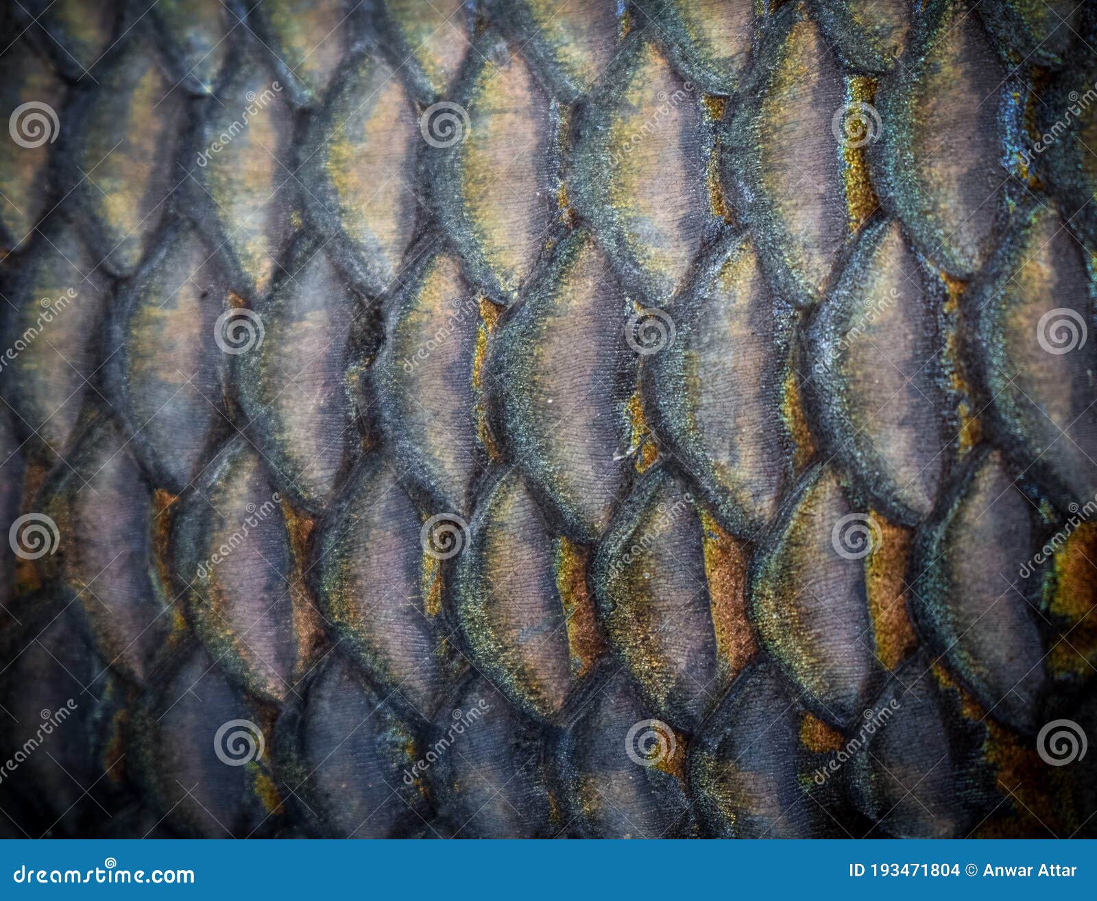 Catla Fish Blue Background Photos - Free & Royalty-Free Stock Photos ...