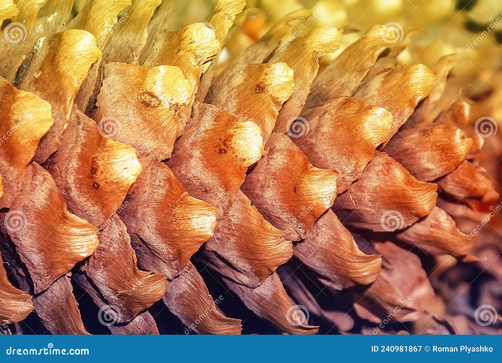 Textured Cones from the Forest. Cone Close Up Stock Image - Image of ...