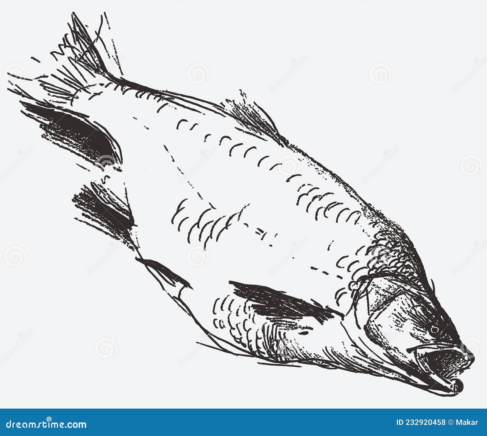 Textured Contour Drawing of a Caught Predatory River Fish Asp Stock ...