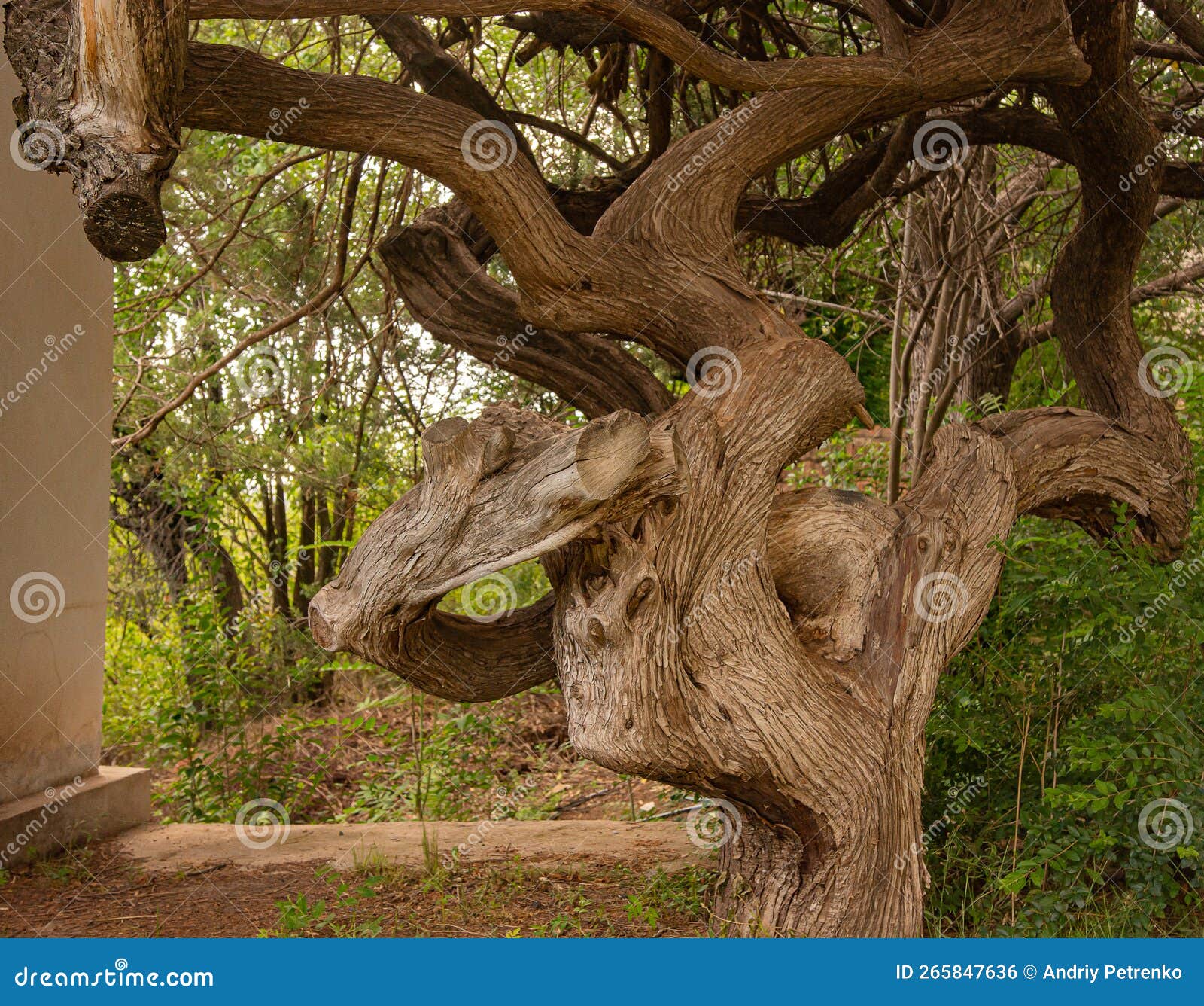 Textured, Curved Tree Pole. Outdoor Stock Photo - Image of detail ...