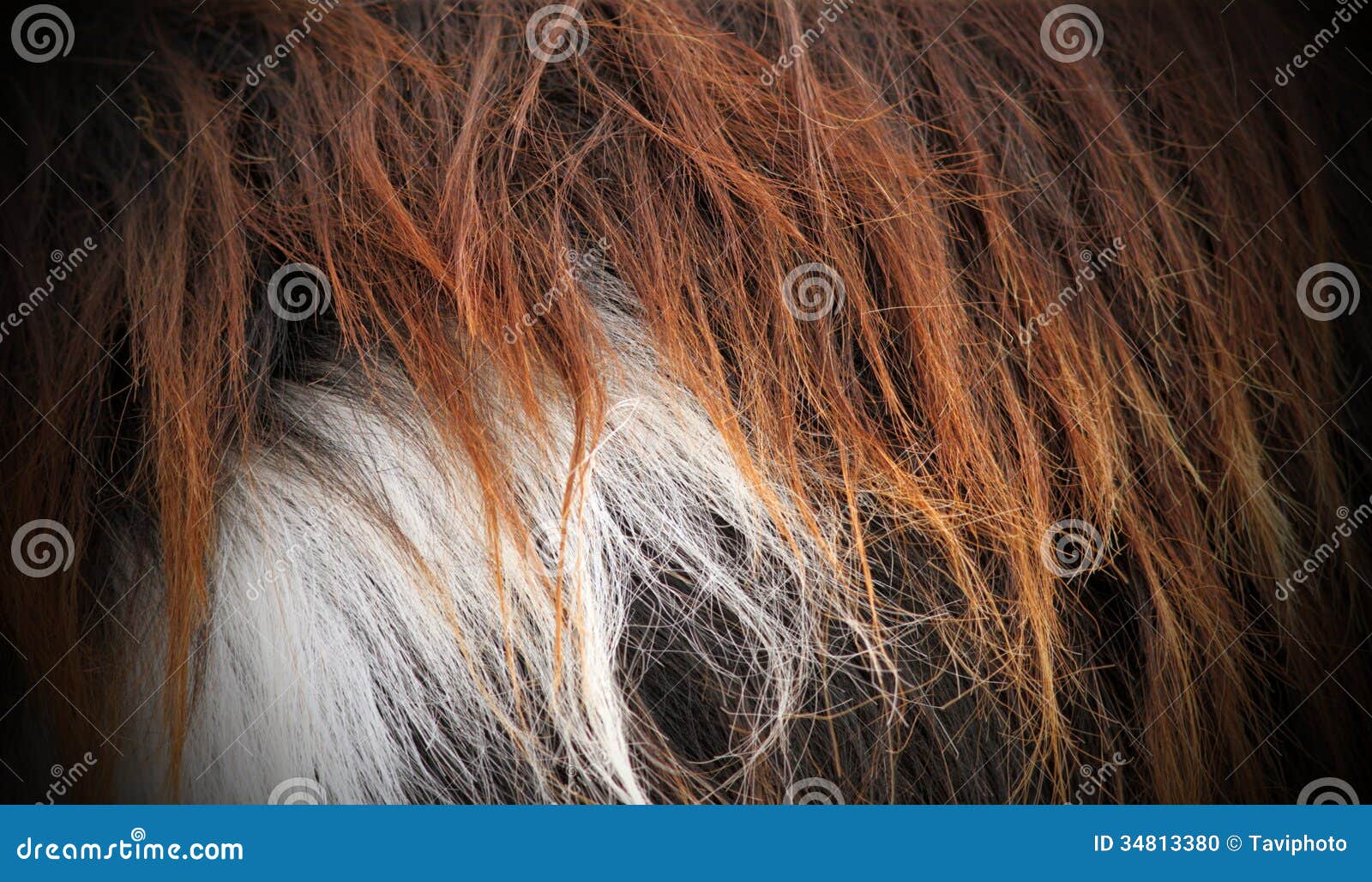 Textured fur on a goat stock photo. Image of background - 34813380