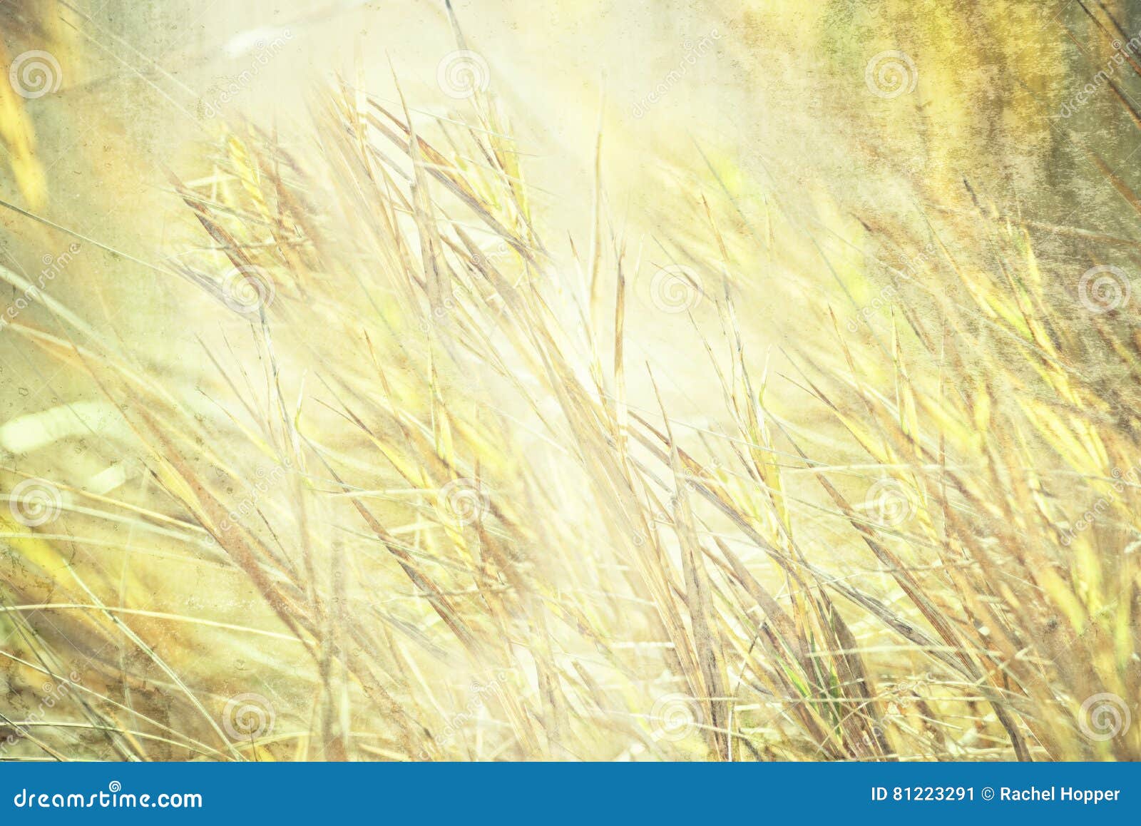 Textured Grass Background. Antique, Natural, & Soft Feel Stock ...