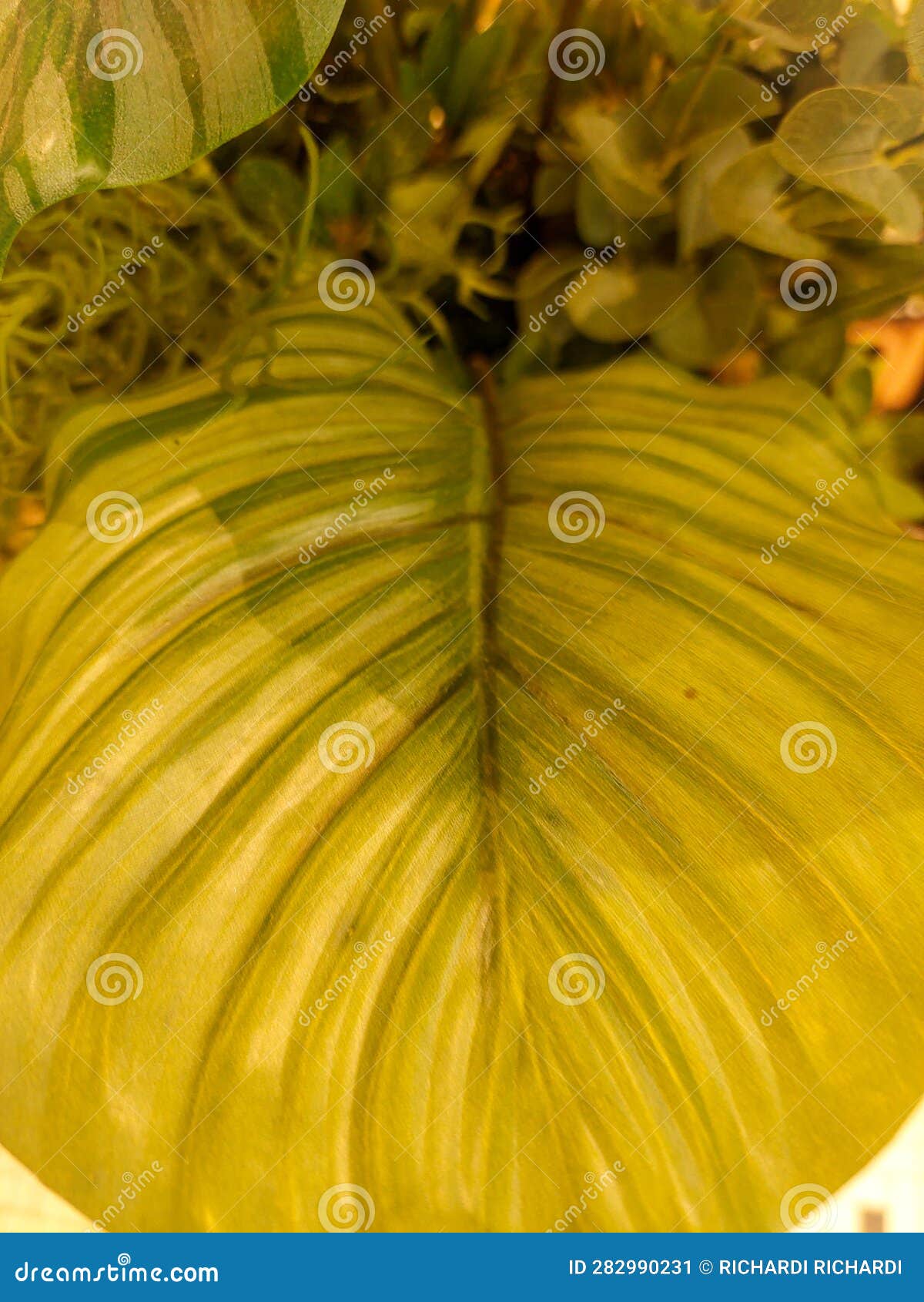 Textured Green Big Leaf in a Pot Stock Image - Image of beautiful ...