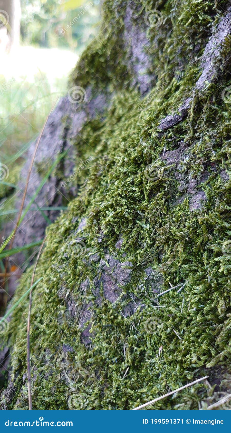 Textured Green Moss on the Tree Bark Stock Image - Image of moss, bark ...