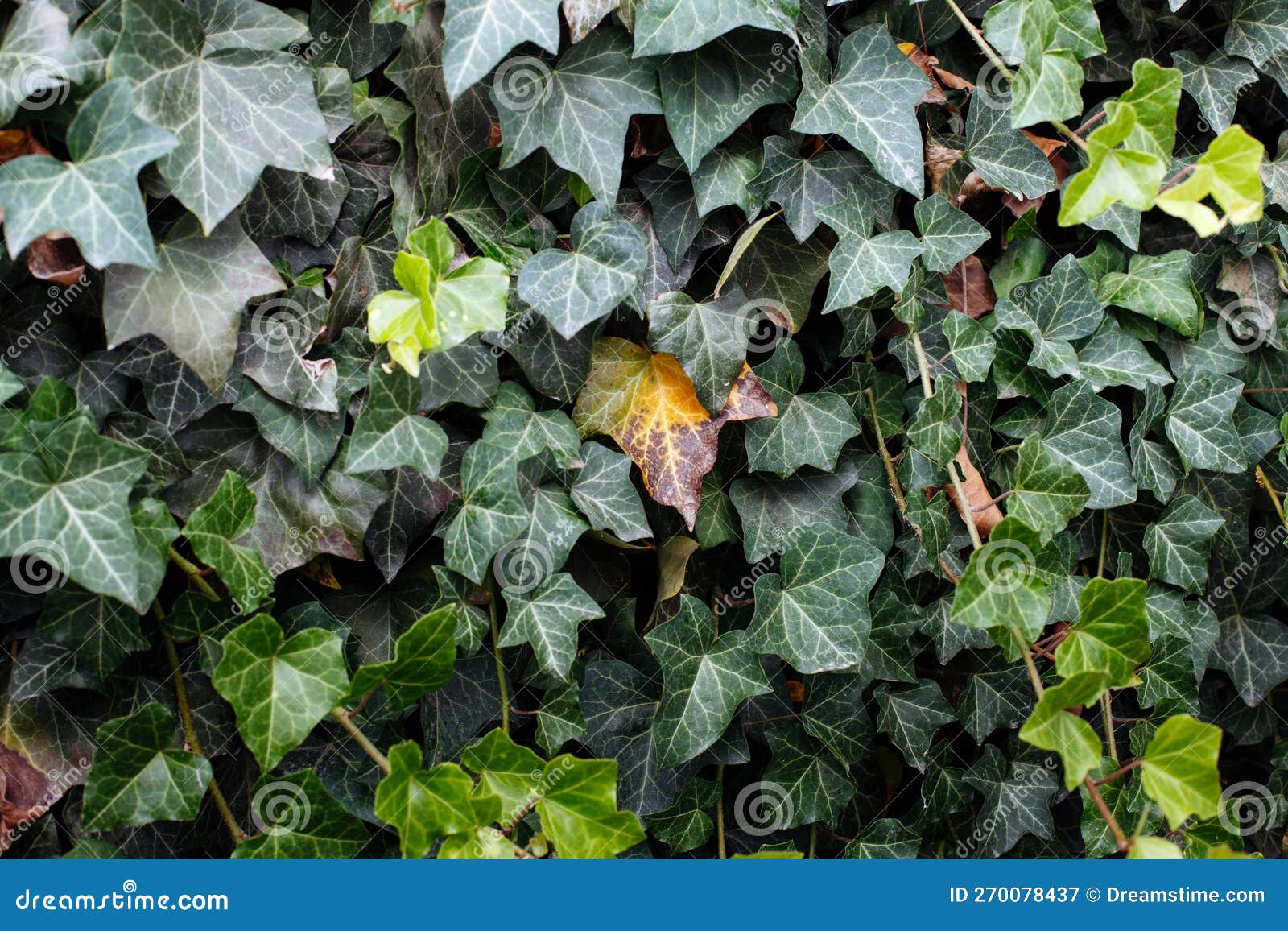 Textured Green Pattern from Common Ivy. View from Top Above. Natural ...