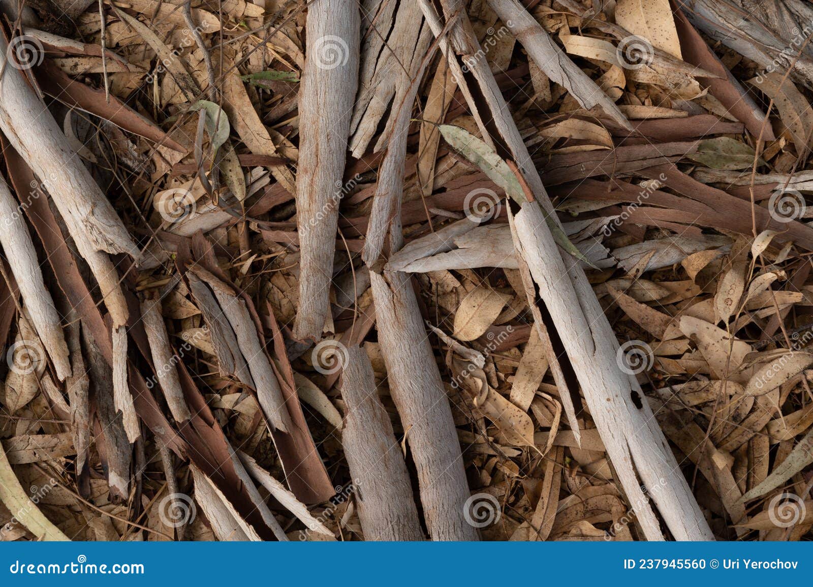 Textured Gum Tree Bark Euqualipt for Background or Screen Saver Stock ...