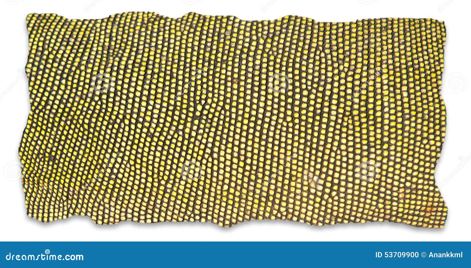 Perforate Skin Fish Stock Photo | CartoonDealer.com #22859676