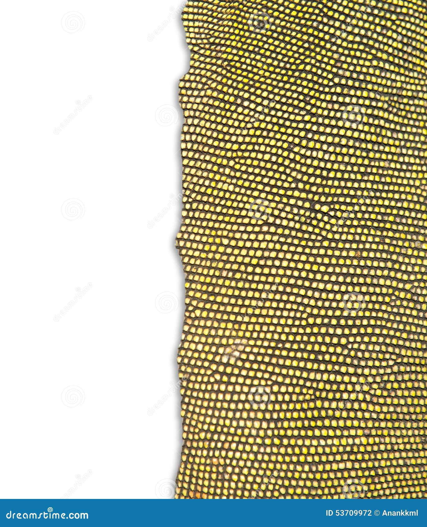 Perforate Skin Fish Stock Photo | CartoonDealer.com #22859676