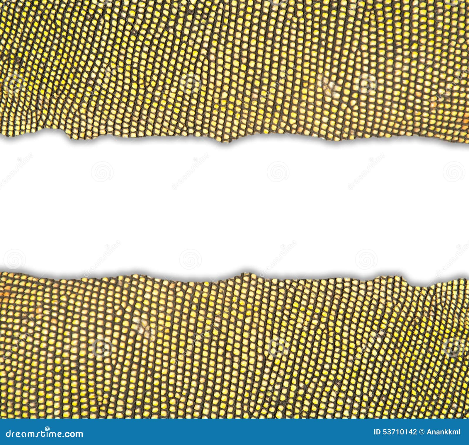 Perforate Skin Fish Stock Photo | CartoonDealer.com #22859676