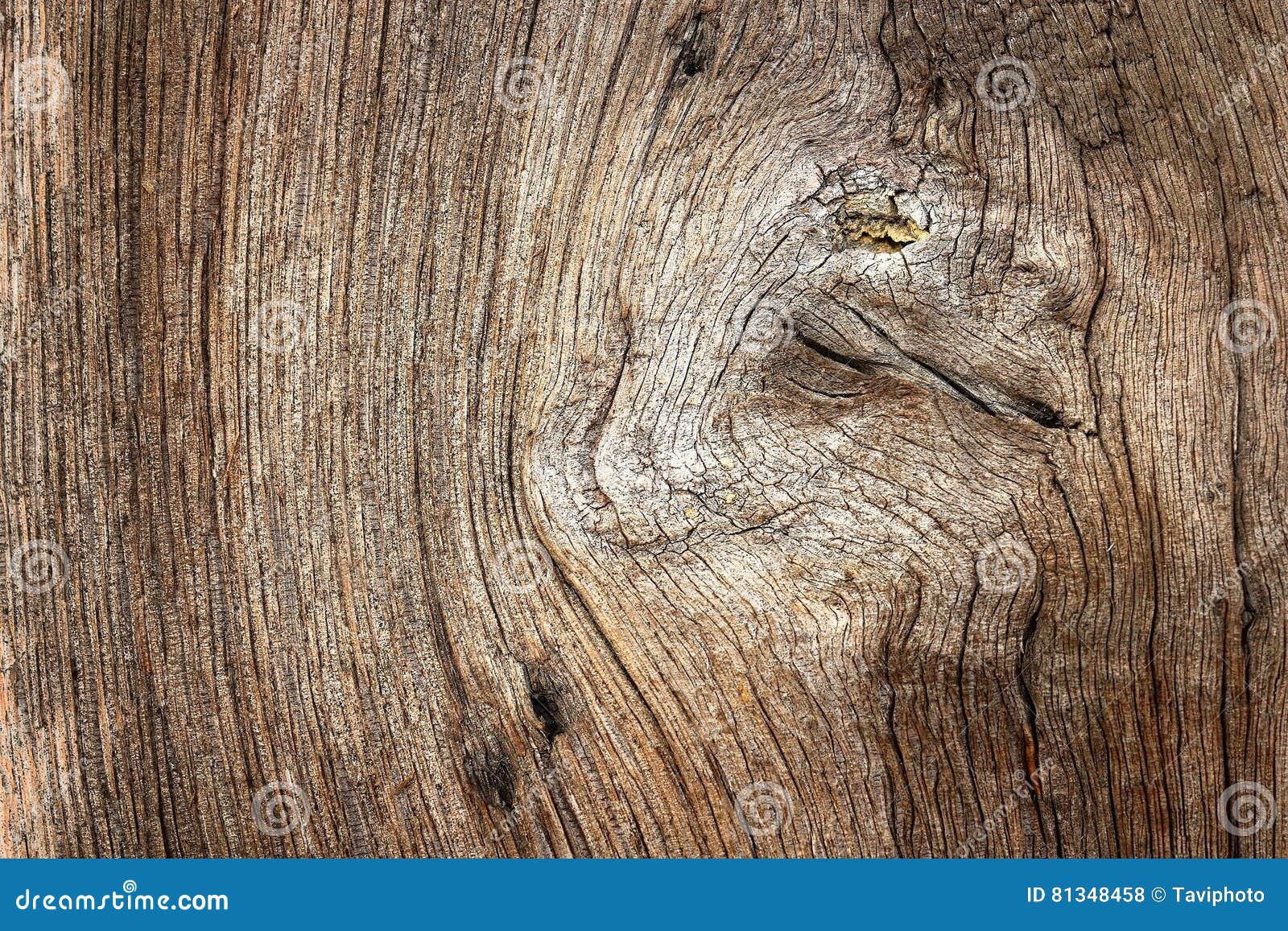 Textured knot on oak wood stock photo. Image of macro - 81348458