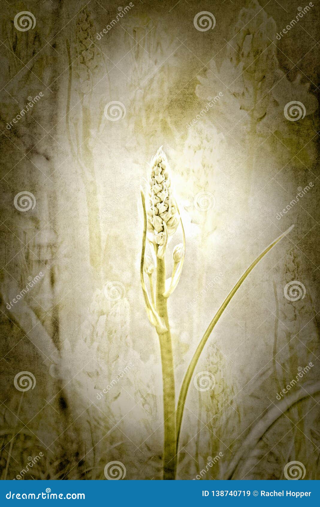 Textured Layered Wildflower Background. Digital Illustration Stock ...