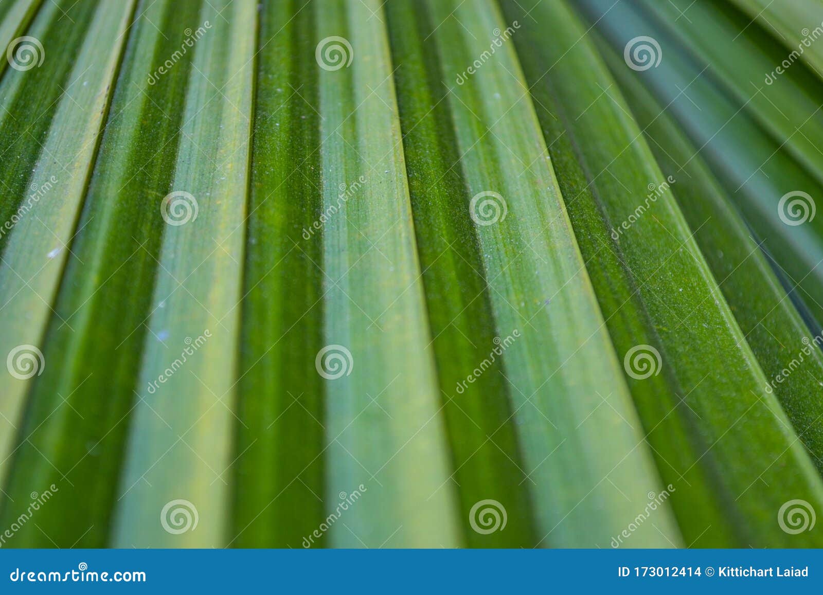 Textured leaf stock photo. Image of striped, background - 173012414