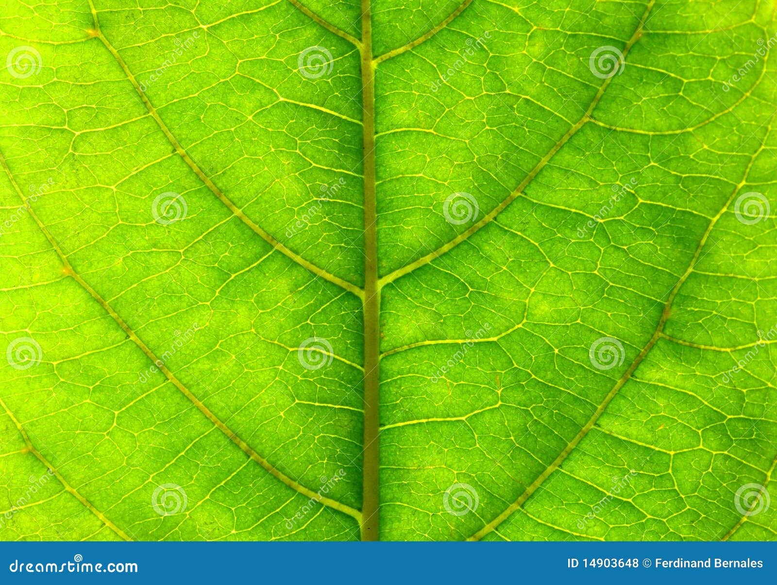 Textured Leaves stock photo. Image of texture, close - 14903648