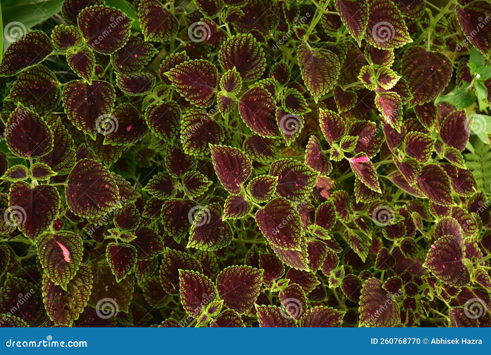 Textured Leaves with Colours Stock Photo - Image of closely, colours ...