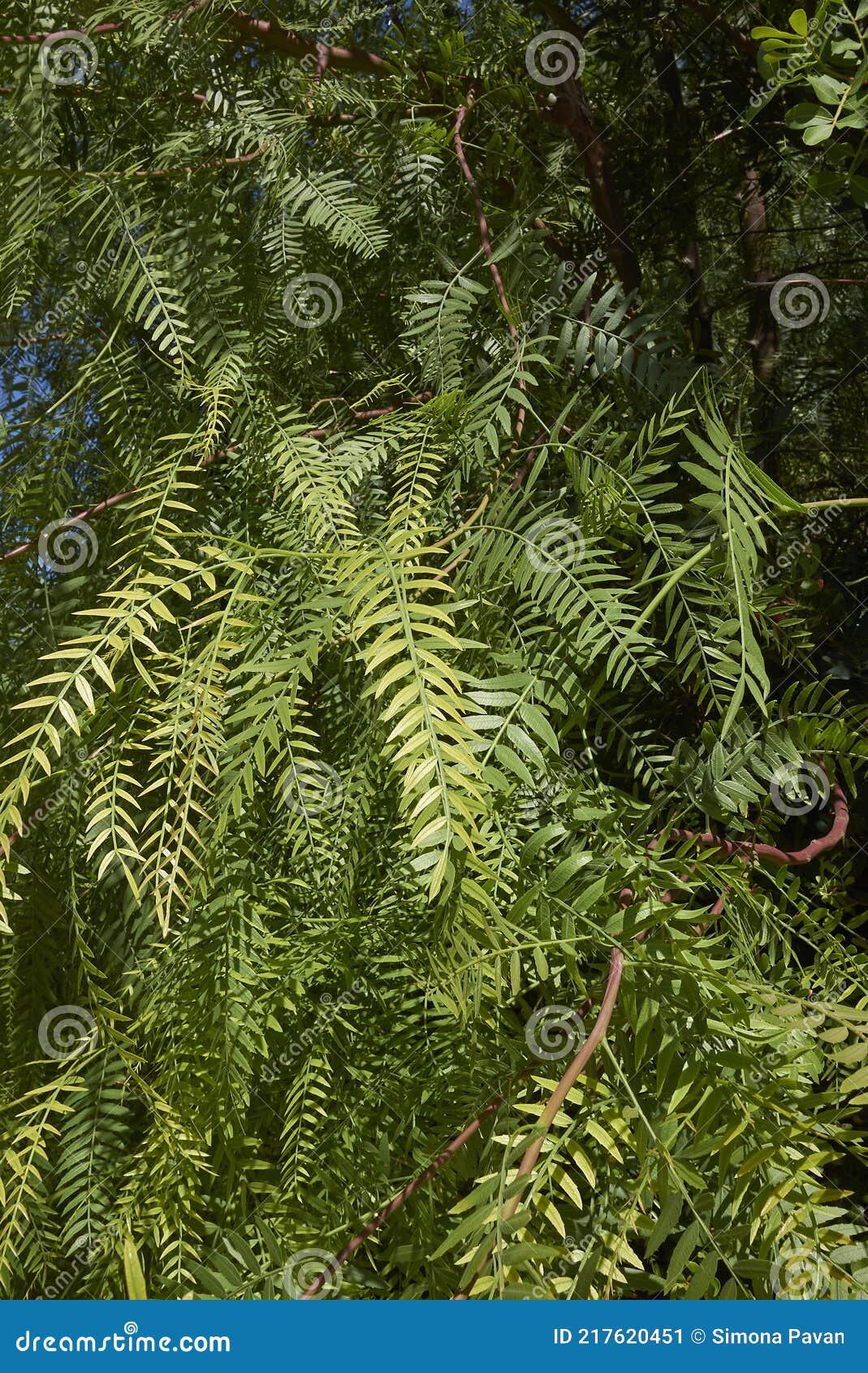 Schinus Molle Branch Close Up Stock Image - Image of molle, nature ...
