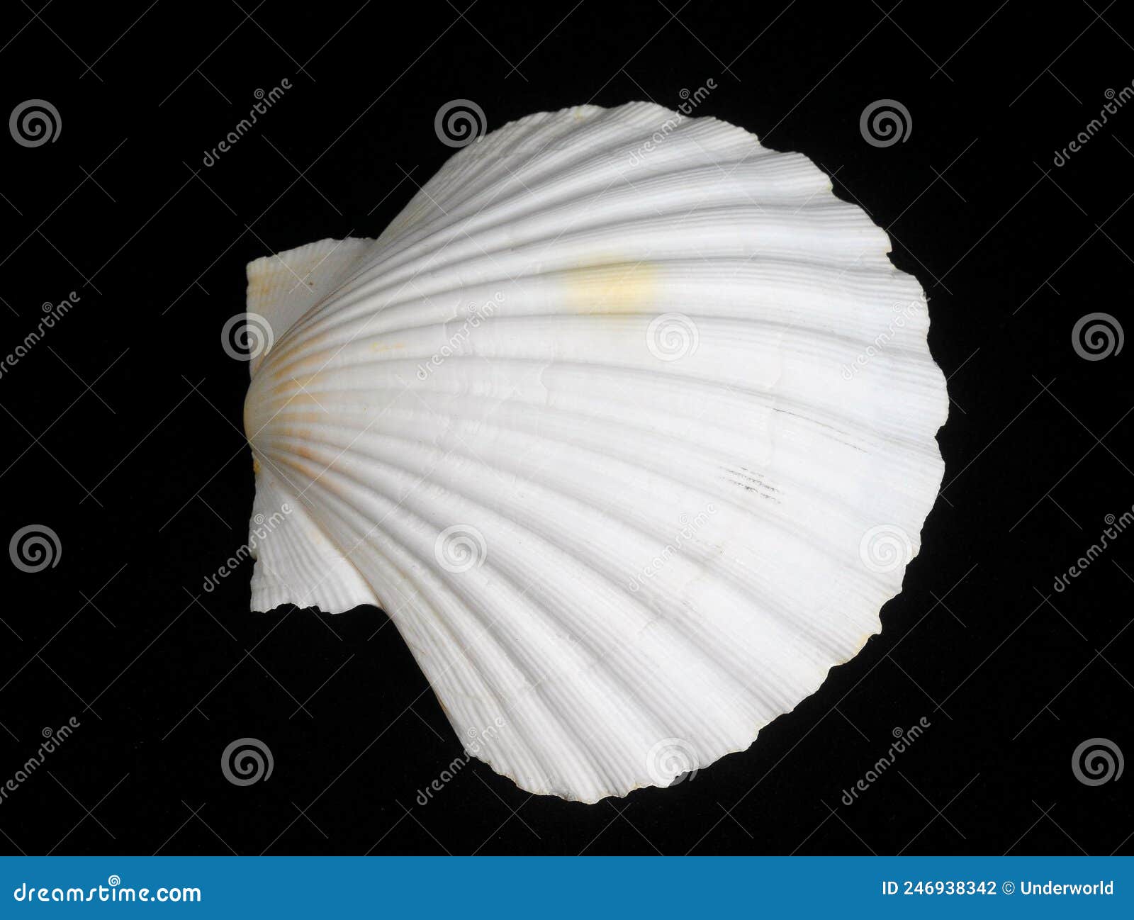 Sea Shell stock photo. Image of fish, animal, inside - 246938342